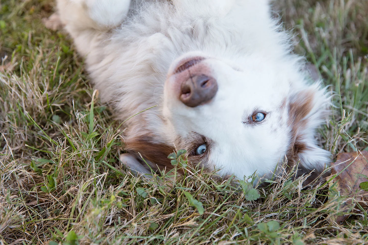 Fabulous Fall Tailgate with Le Grand Courtage — Styling My Everyday