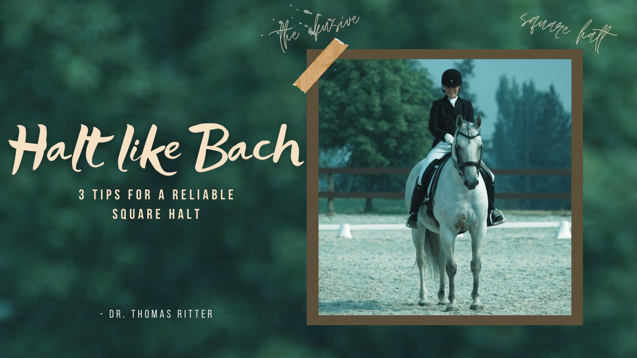 Halt Like Bach: 3 Tips For A Reliable Square Halt — Ritter Dressage