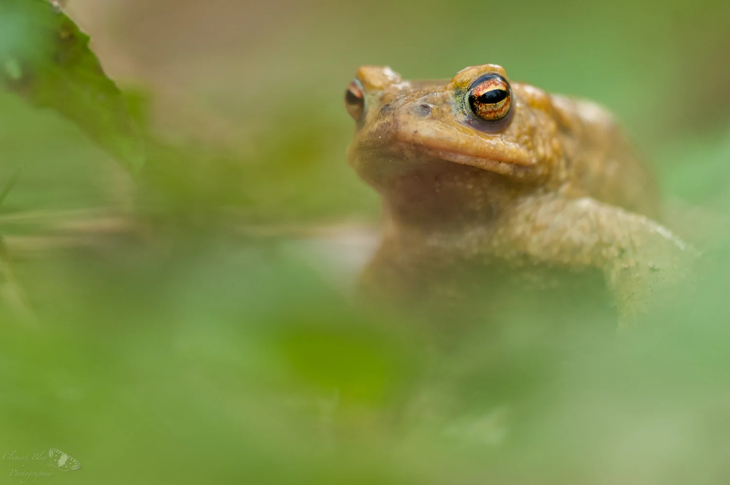 Salamandre et autres amphibiens — Clément Blin, photo nature