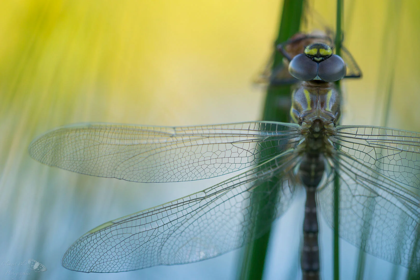 Aeschne des Joncs — Clément Blin, photo nature