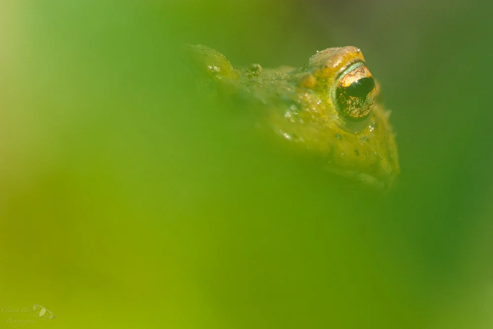 Salamandre et autres amphibiens — Clément Blin, photo nature