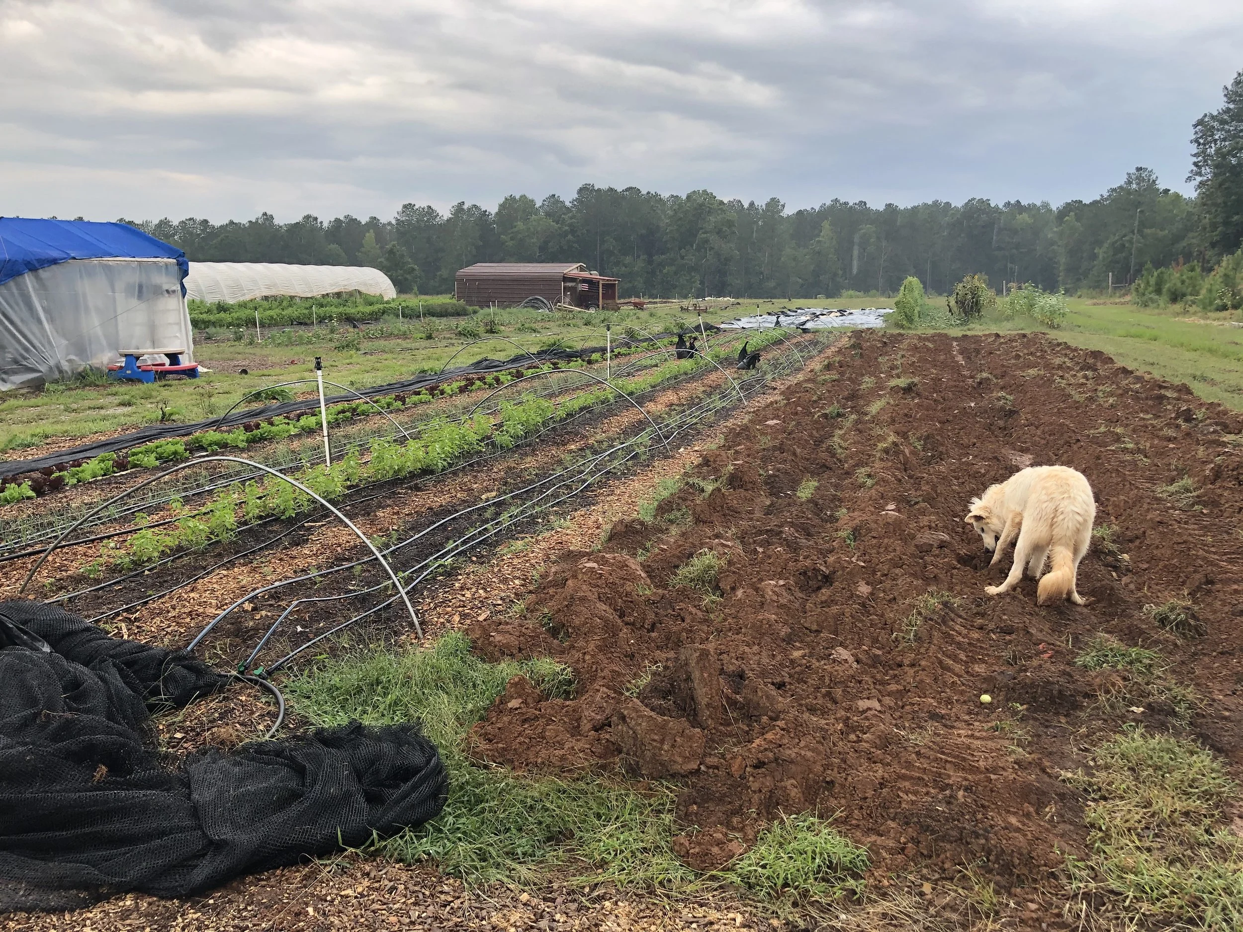 Levity Farms