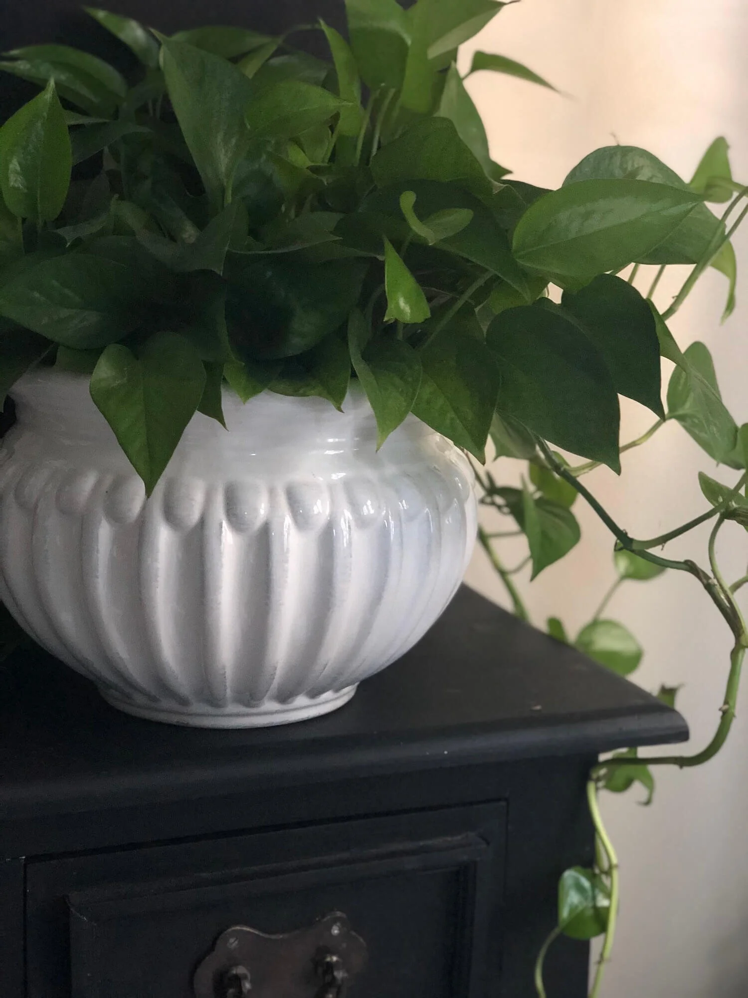 JRL Interiors — Low-Maintenance Houseplants