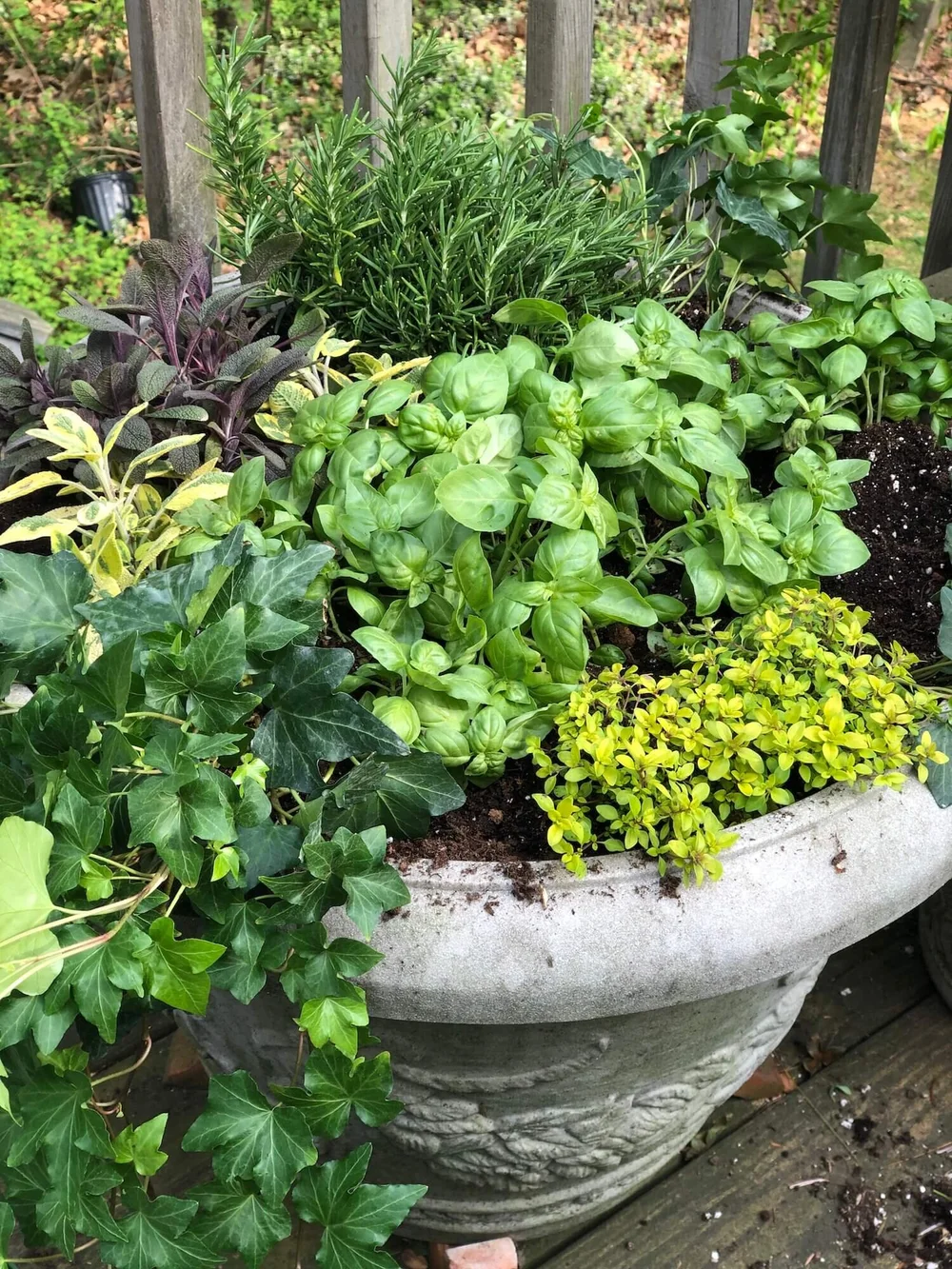 JRL Interiors — Creating a Container Garden