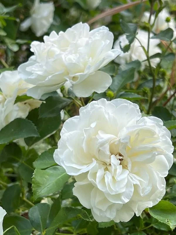 JRL Interiors — The best white paint colors for summer - inspired by ...