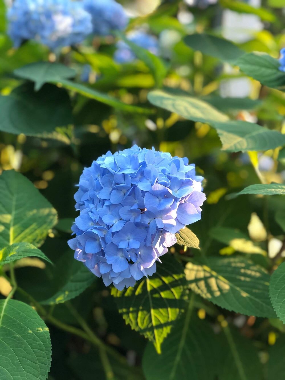 JRL Interiors — Pantone Color of the Year 2022: Very Peri