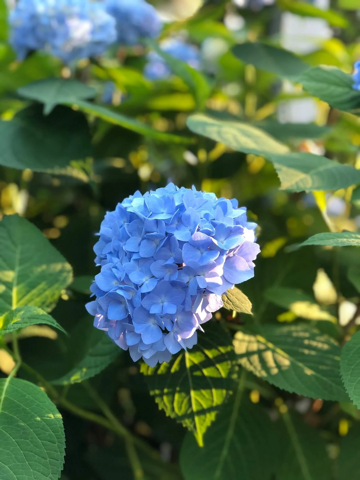 JRL Interiors — Pantone Color of the Year 2022: Very Peri