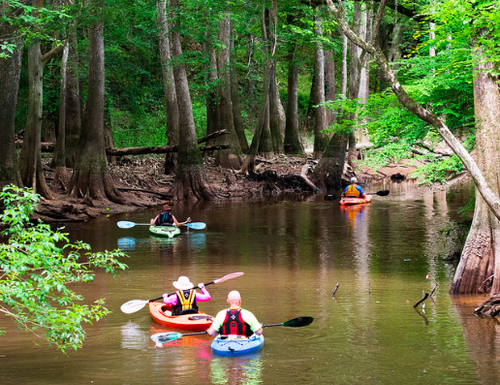 The Swamps of South Carolina: Congaree National Park — Hashtag 59