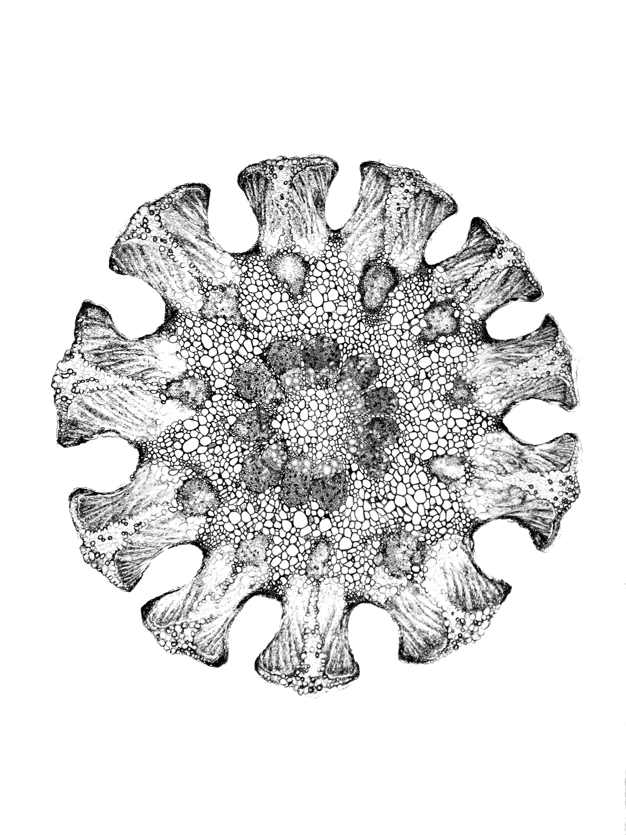 cell portraits — Sommer Roman