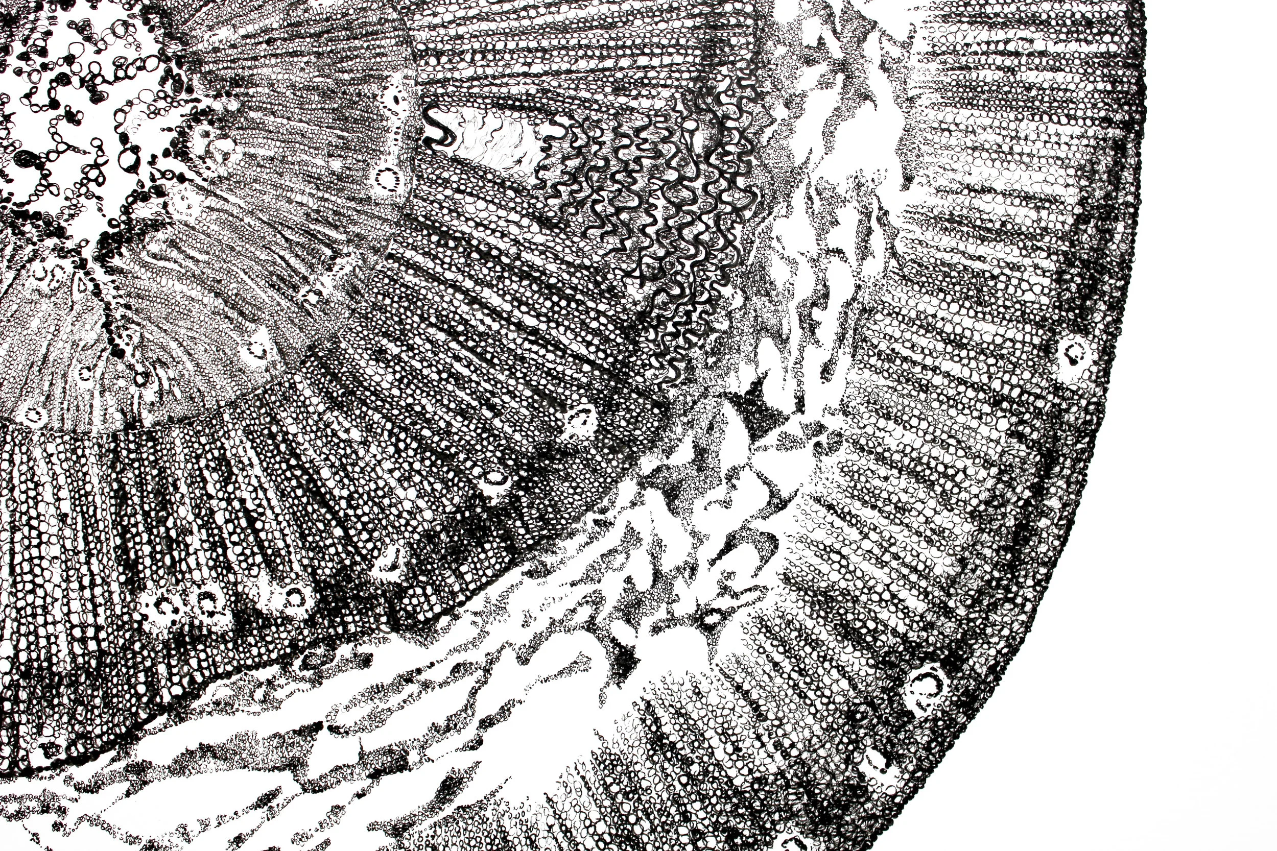 cell portraits — Sommer Roman