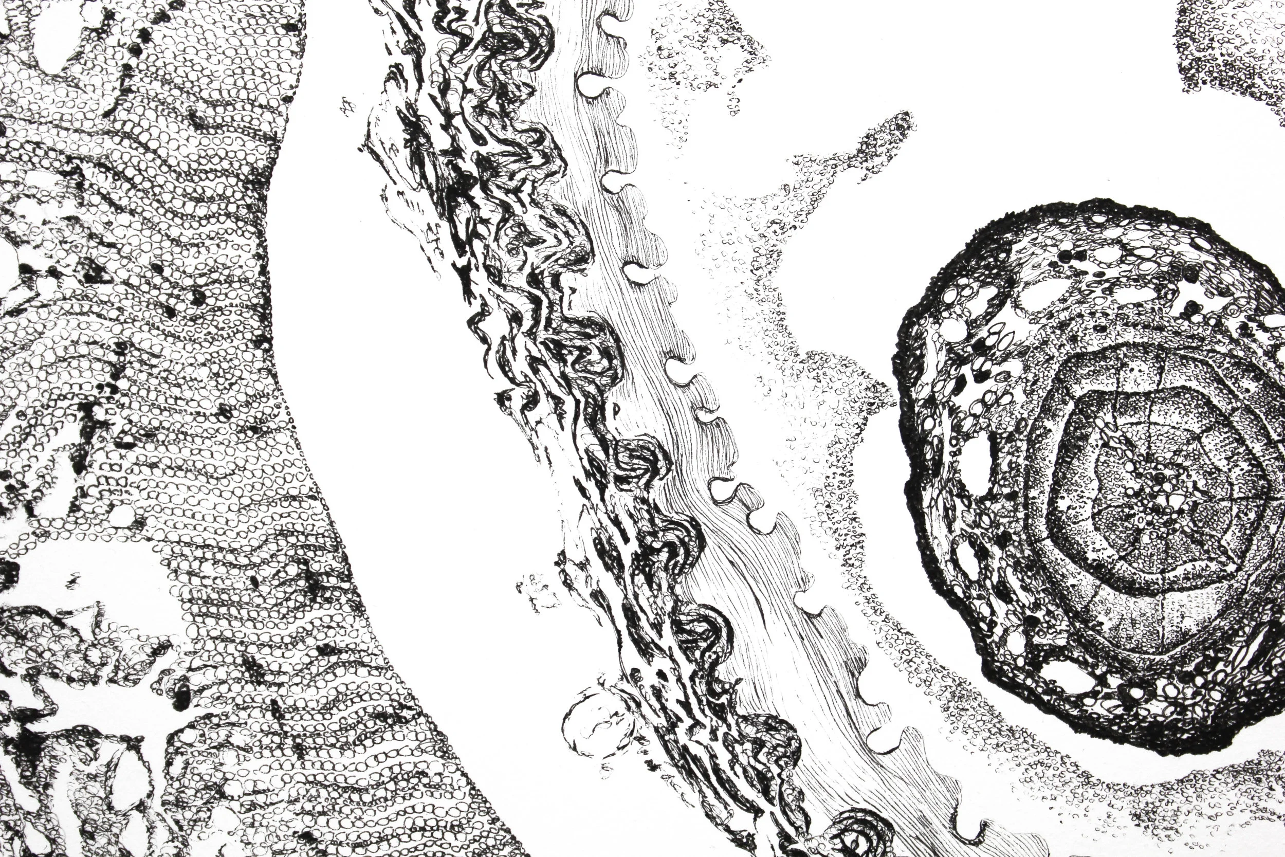 cell portraits — Sommer Roman