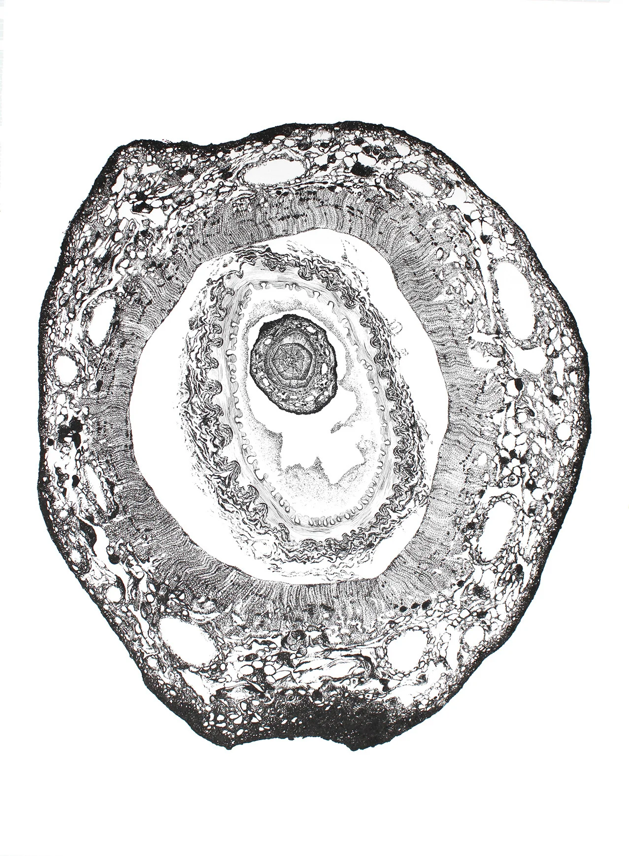 cell portraits — Sommer Roman