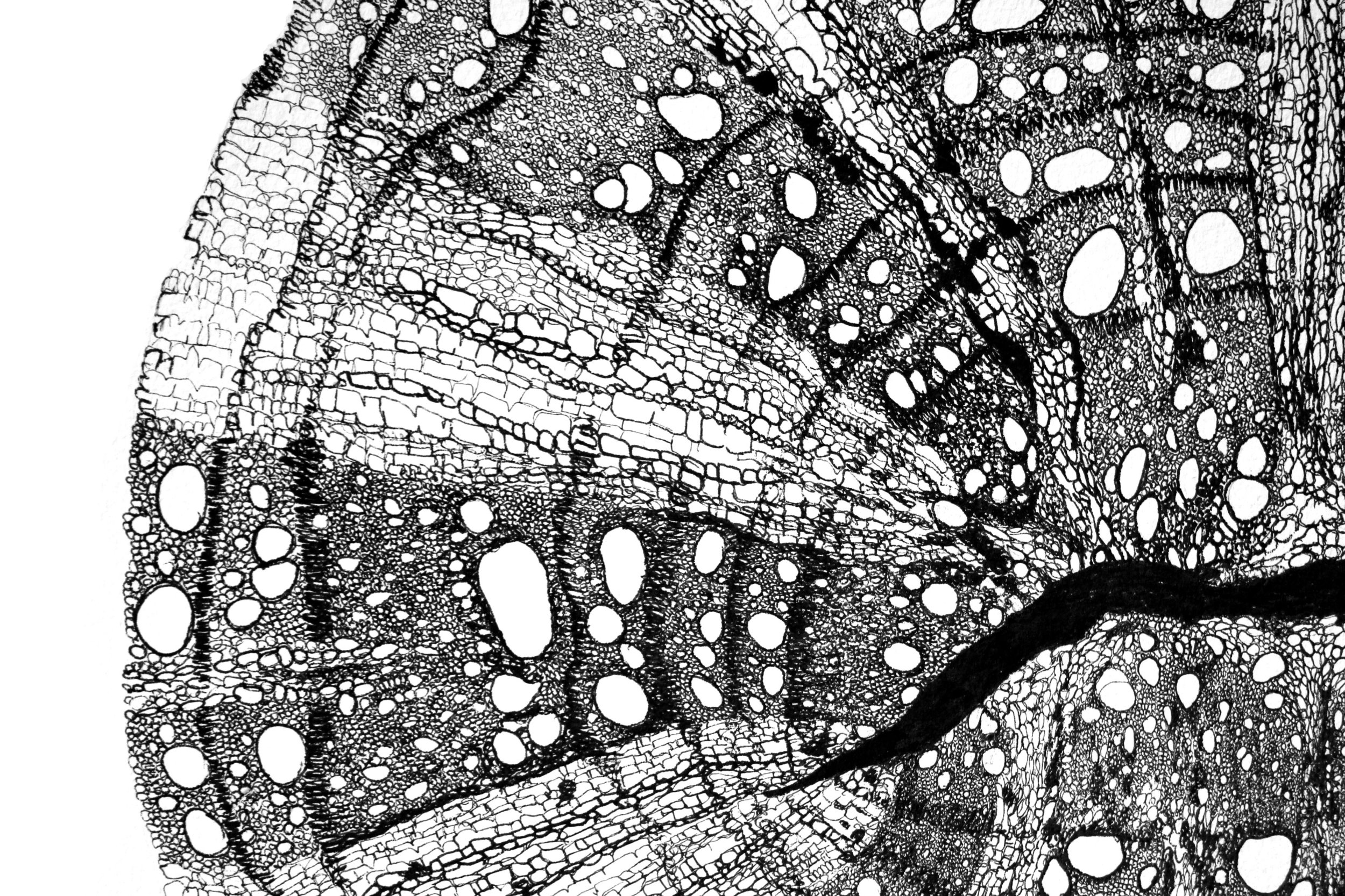 cell portraits — Sommer Roman