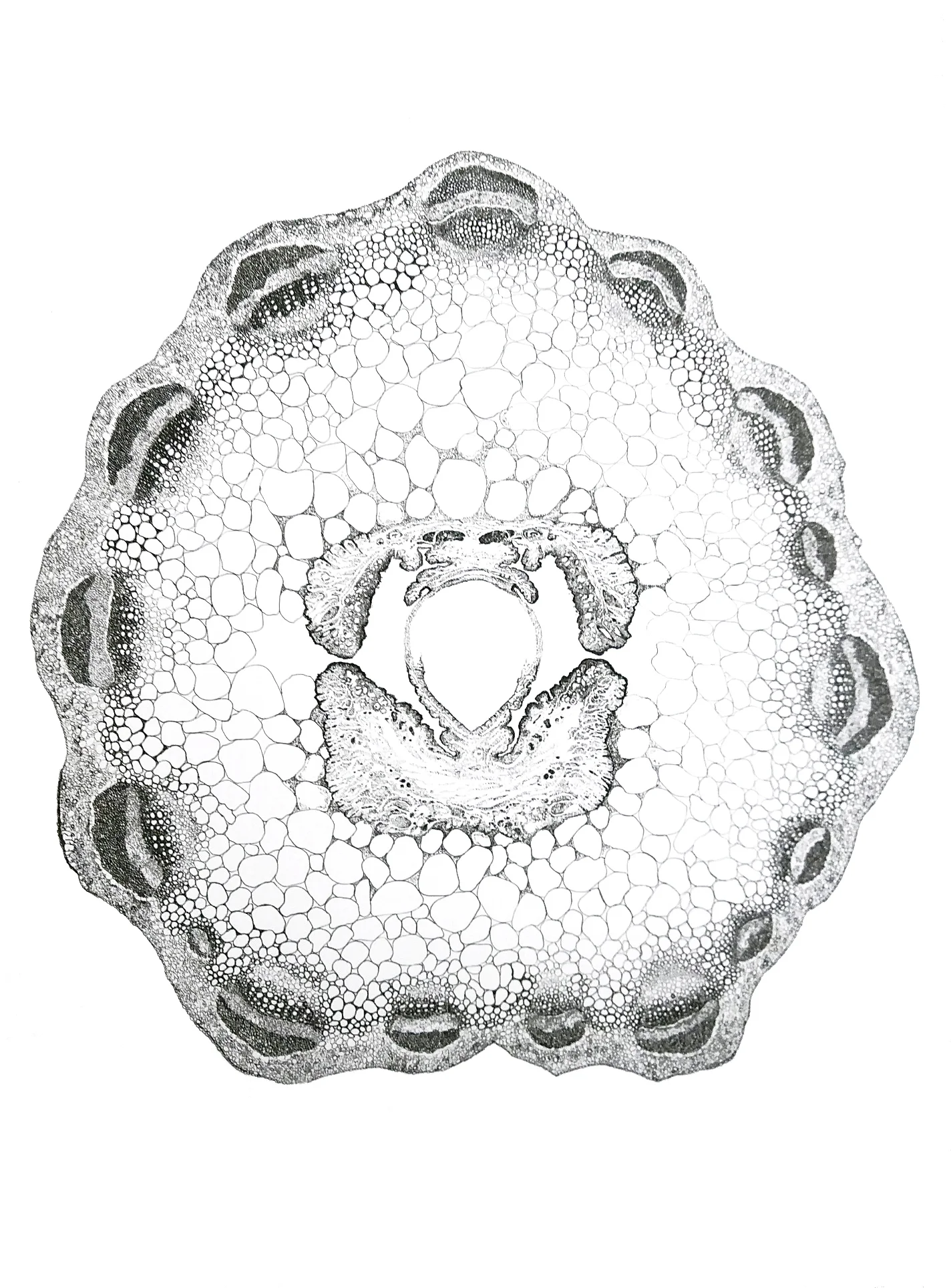 cell portraits — Sommer Roman