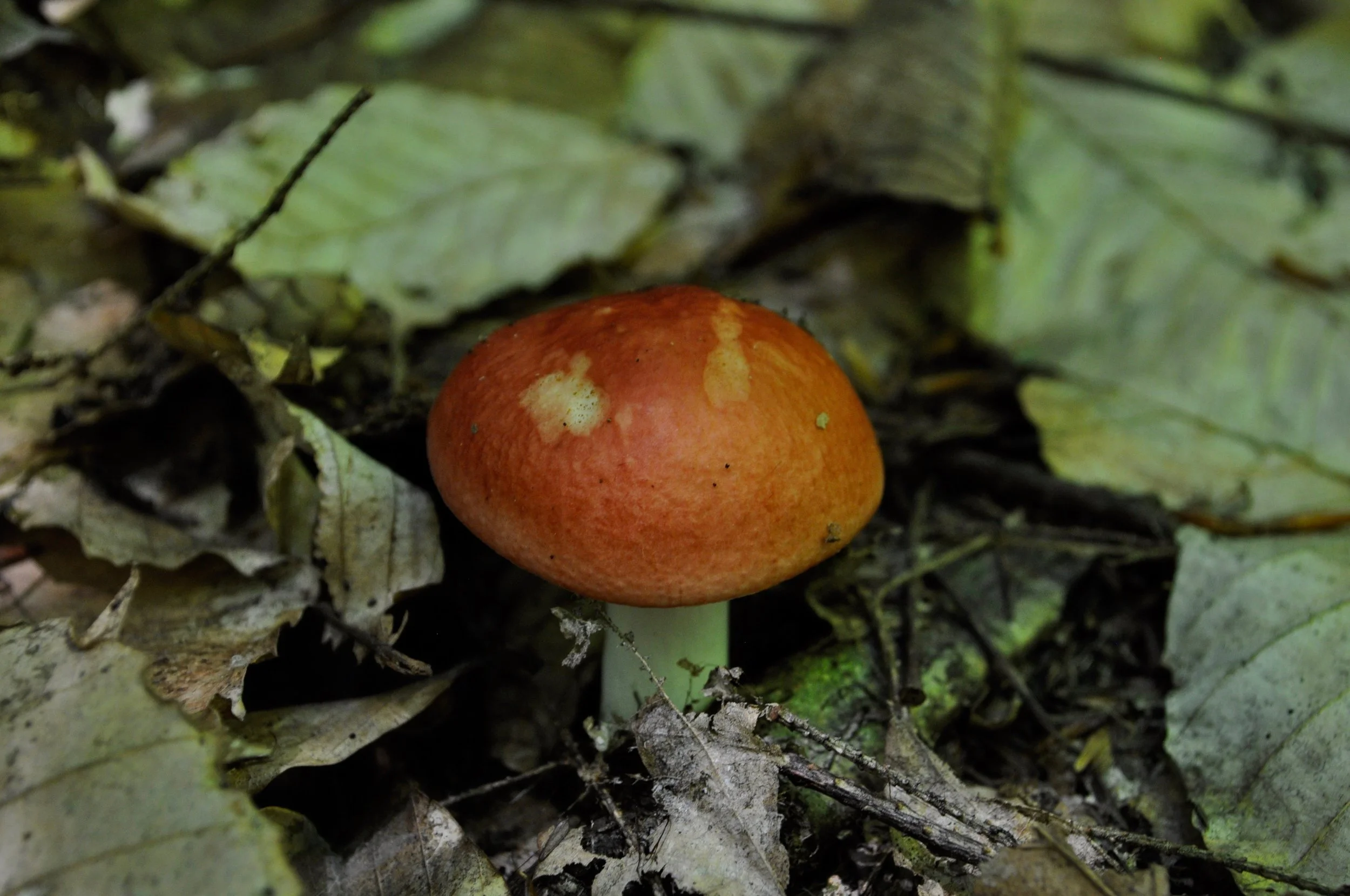 nature — ANNE KATHRYN