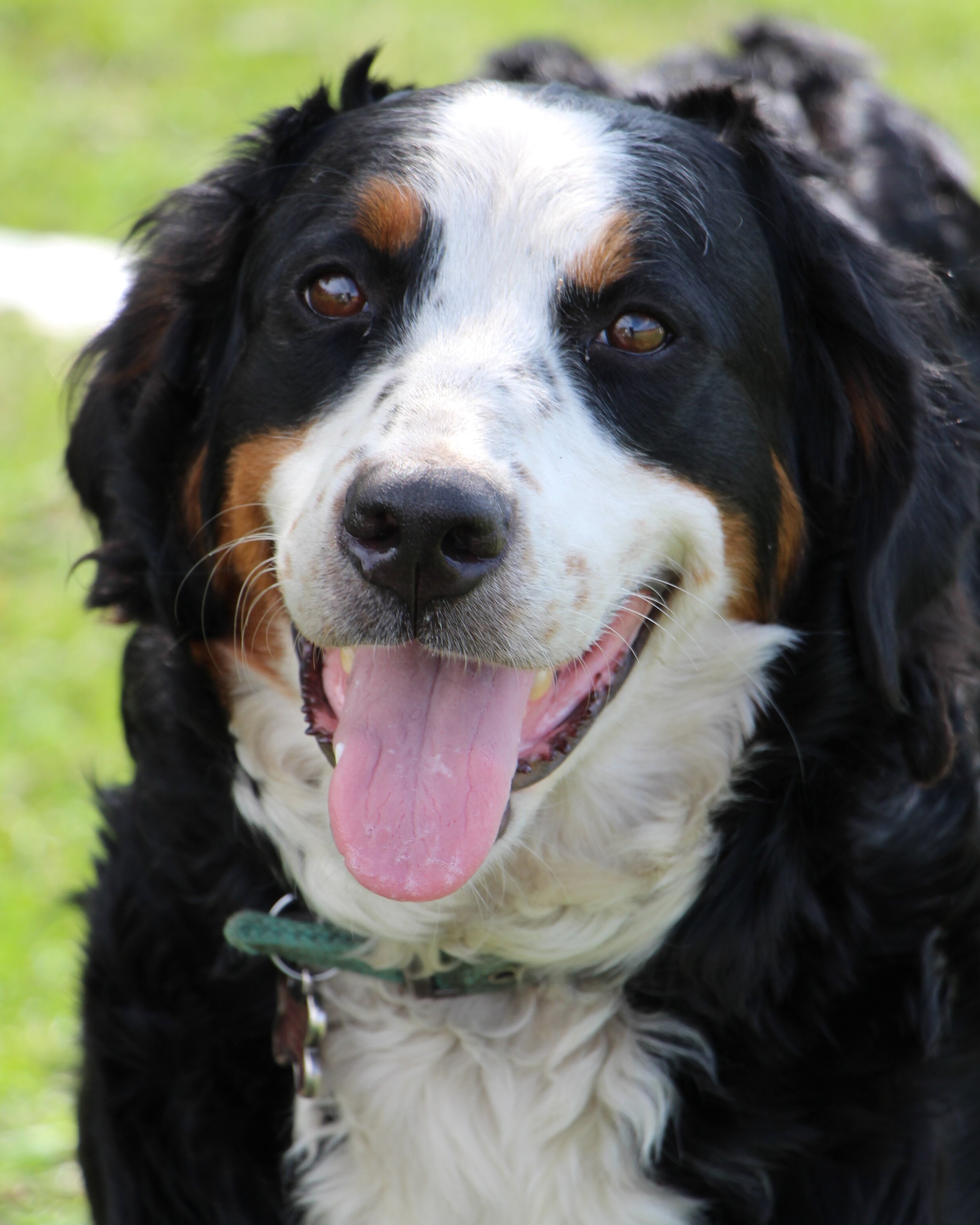 Grass Kennels - Moms & Dads