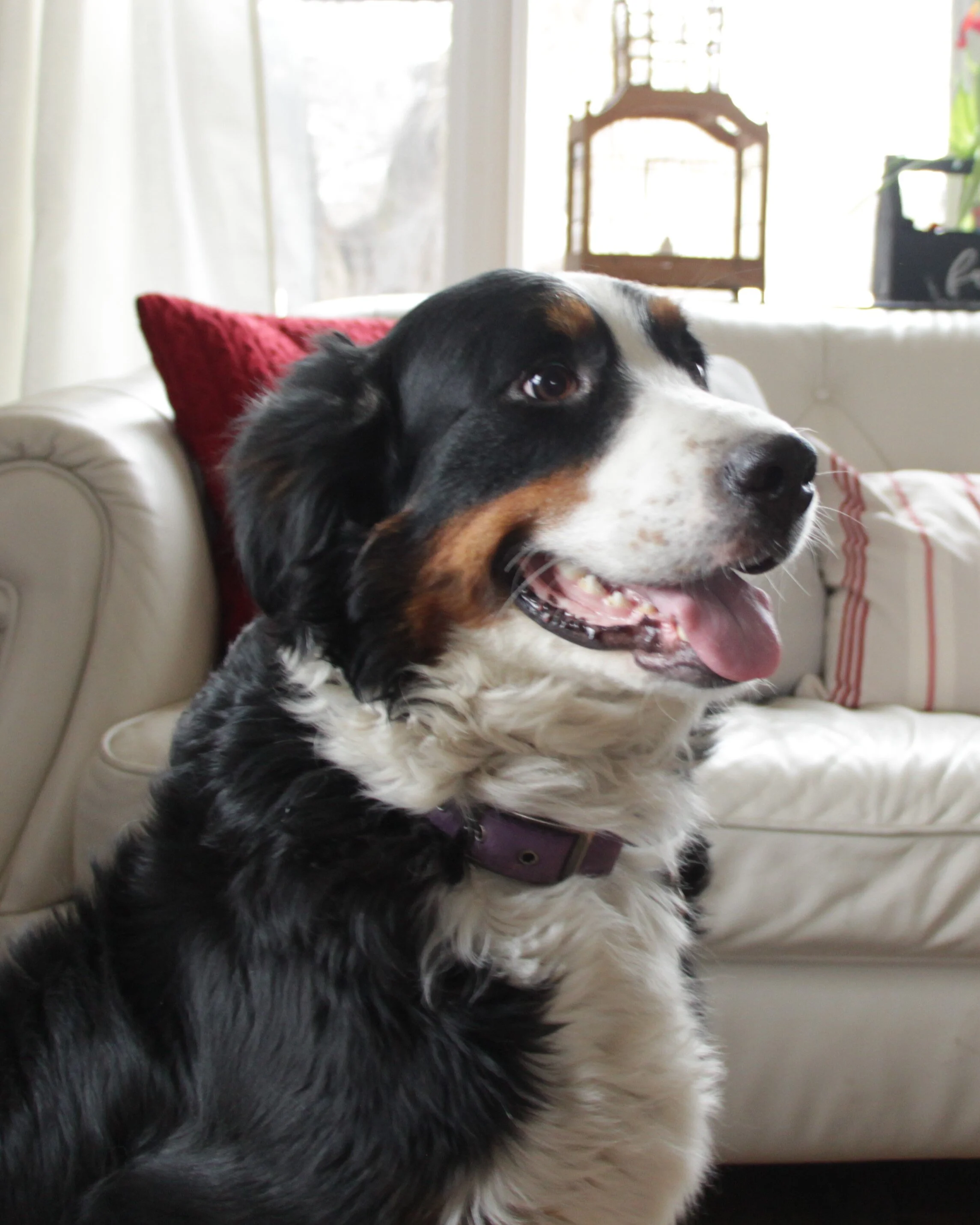 Grass Kennels - Moms & Dads