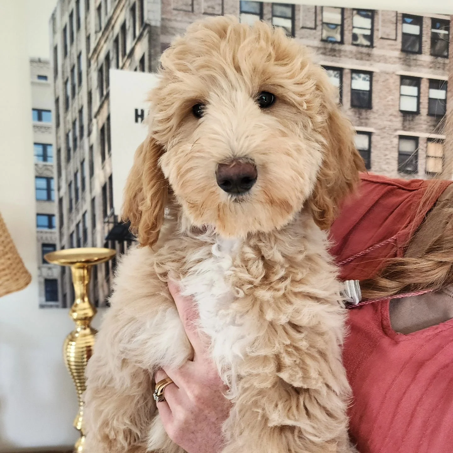 Grass Kennels - Moms & Dads