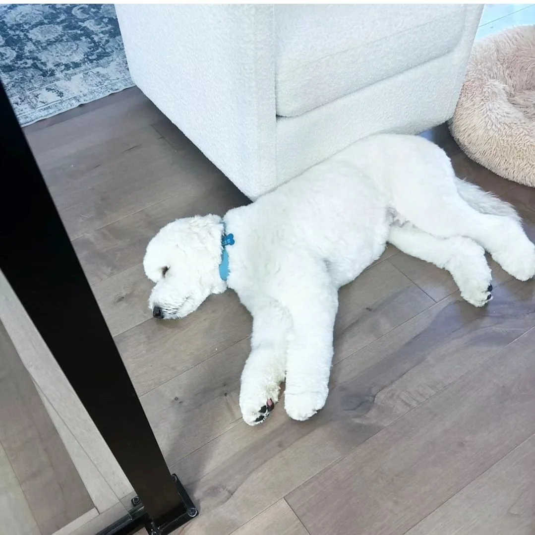 Grass Kennels - Moms & Dads