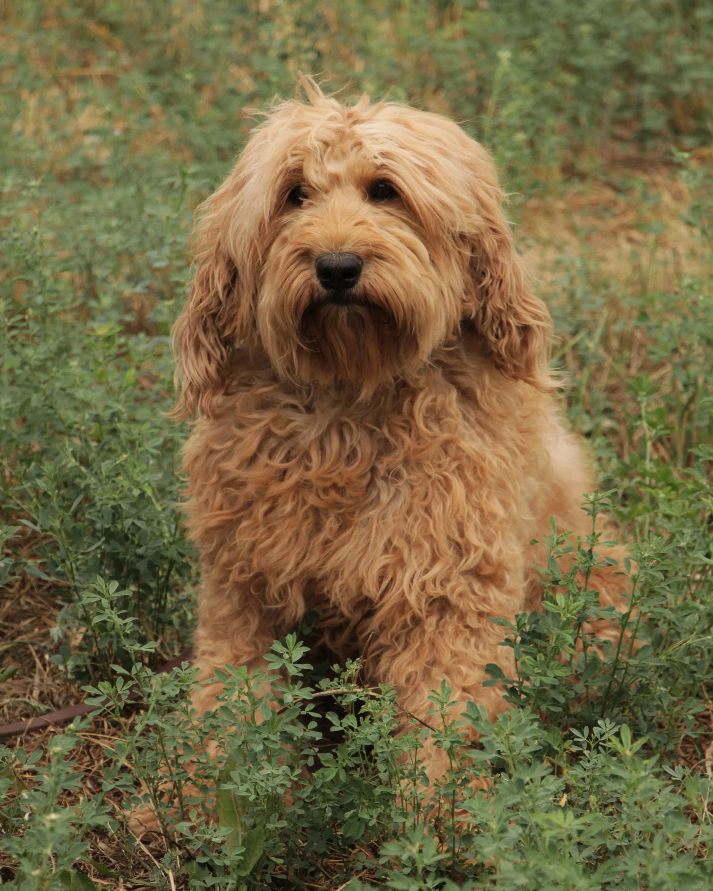 Grass Kennels - Moms & Dads