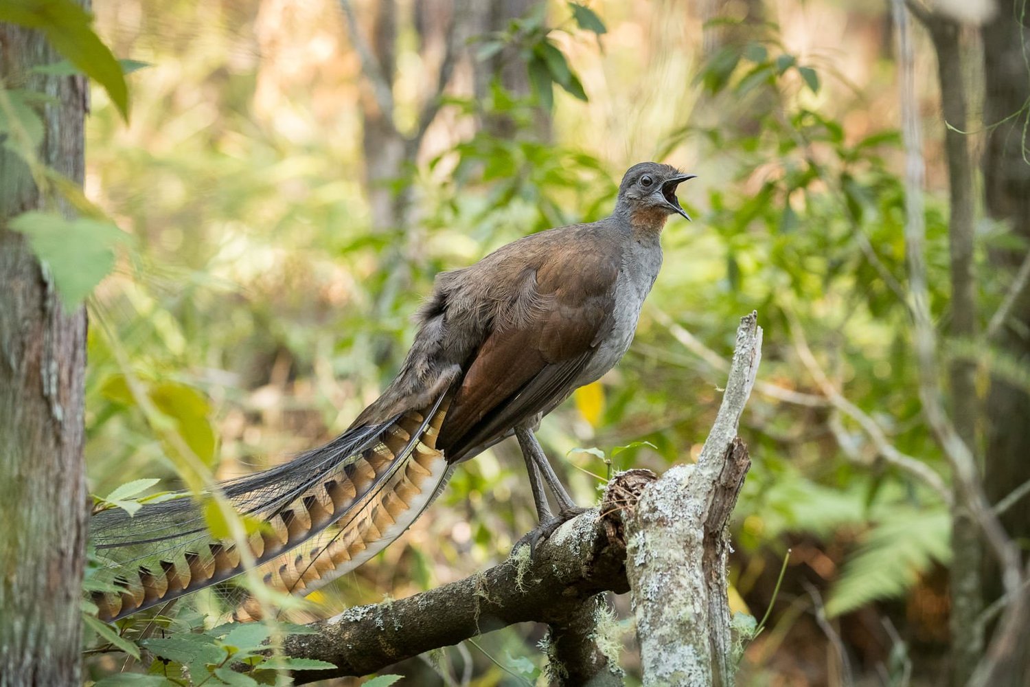 Blue Mountains — FLOCK wildlife - Bird & Wildlife Photography Tours