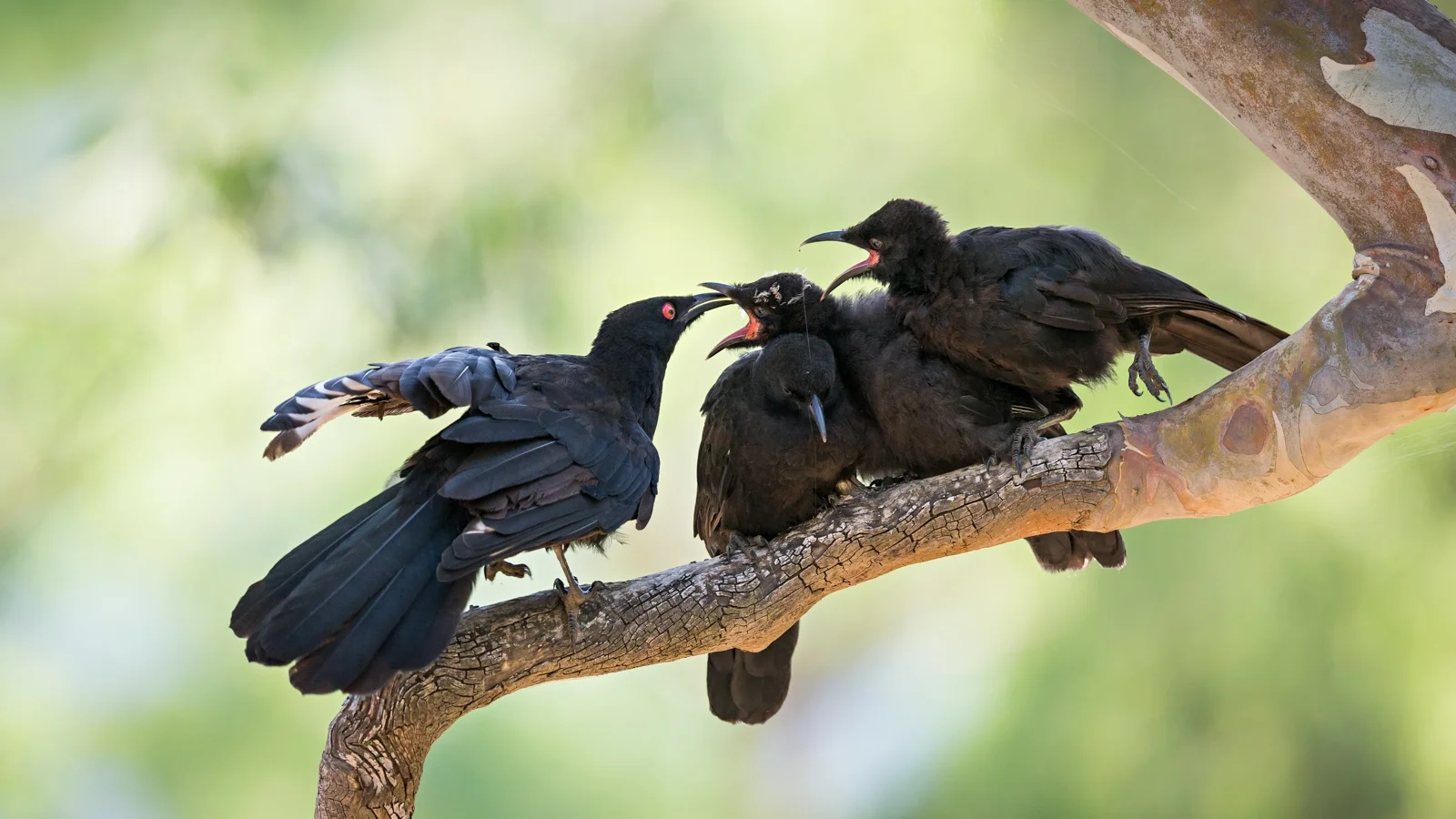 Capertee Valley — FLOCK wildlife - Bird & Wildlife Photography Tours