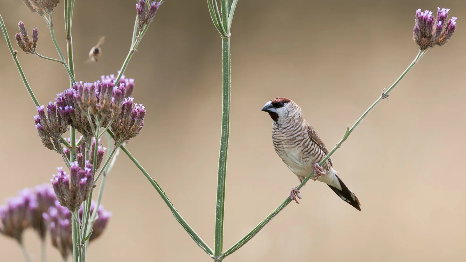Capertee Valley — FLOCK wildlife - Bird & Wildlife Photography Tours