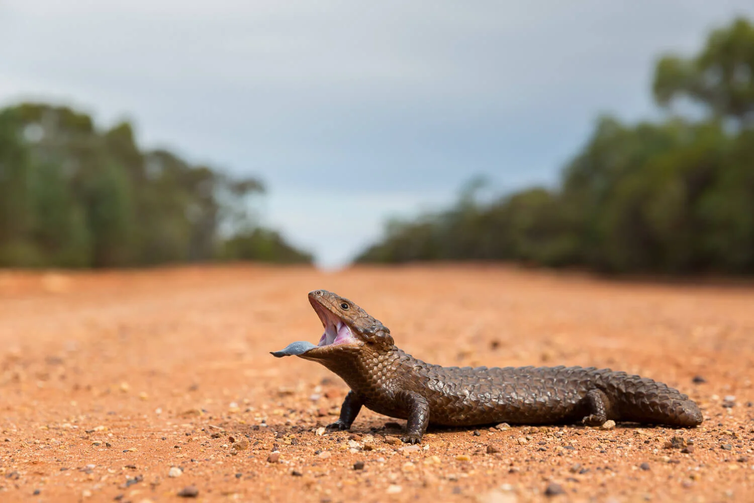 Lachlan Shire - Lake Cargelligo & Condobolin — FLOCK wildlife - Bird ...