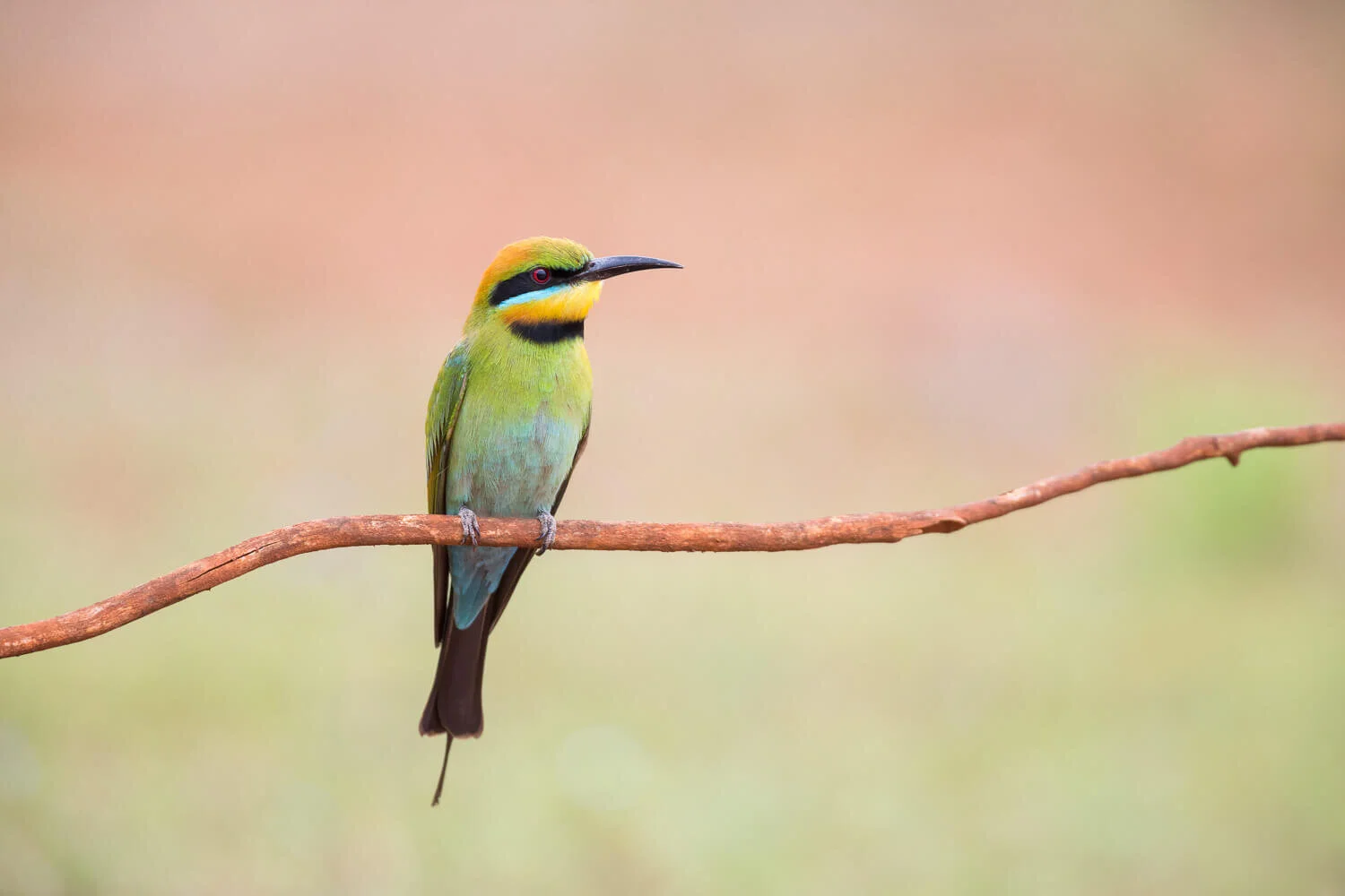 Lachlan Shire - Lake Cargelligo & Condobolin — FLOCK wildlife - Bird ...