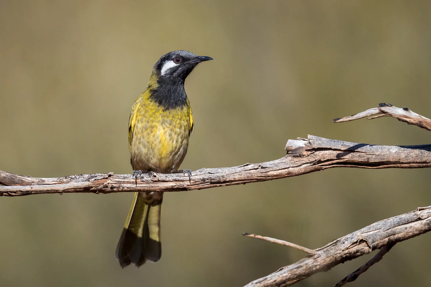Lachlan Shire - Lake Cargelligo & Condobolin — FLOCK wildlife - Bird ...