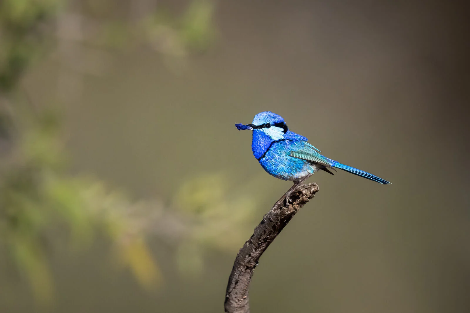 Lachlan Shire - Lake Cargelligo & Condobolin — FLOCK wildlife - Bird ...