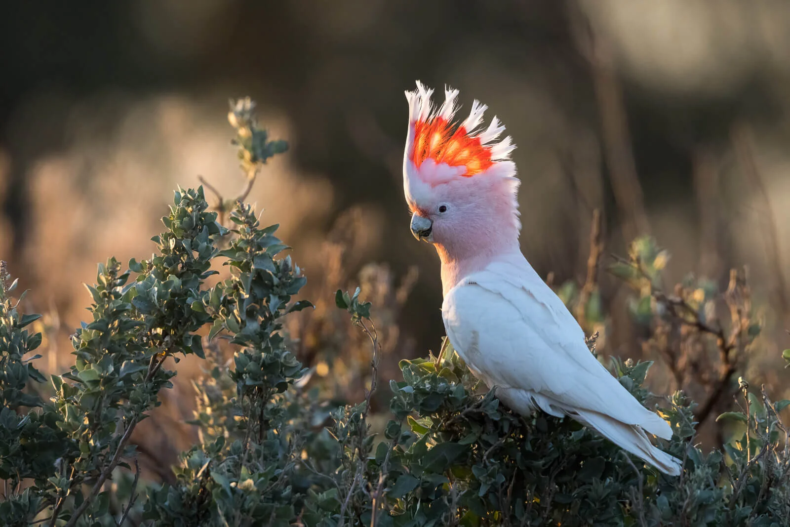 Lachlan Shire - Lake Cargelligo & Condobolin — FLOCK wildlife - Bird ...
