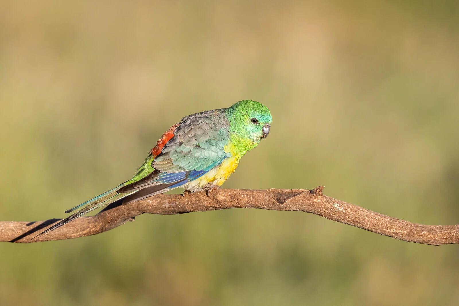 Lachlan Shire - Lake Cargelligo & Condobolin — FLOCK wildlife - Bird ...