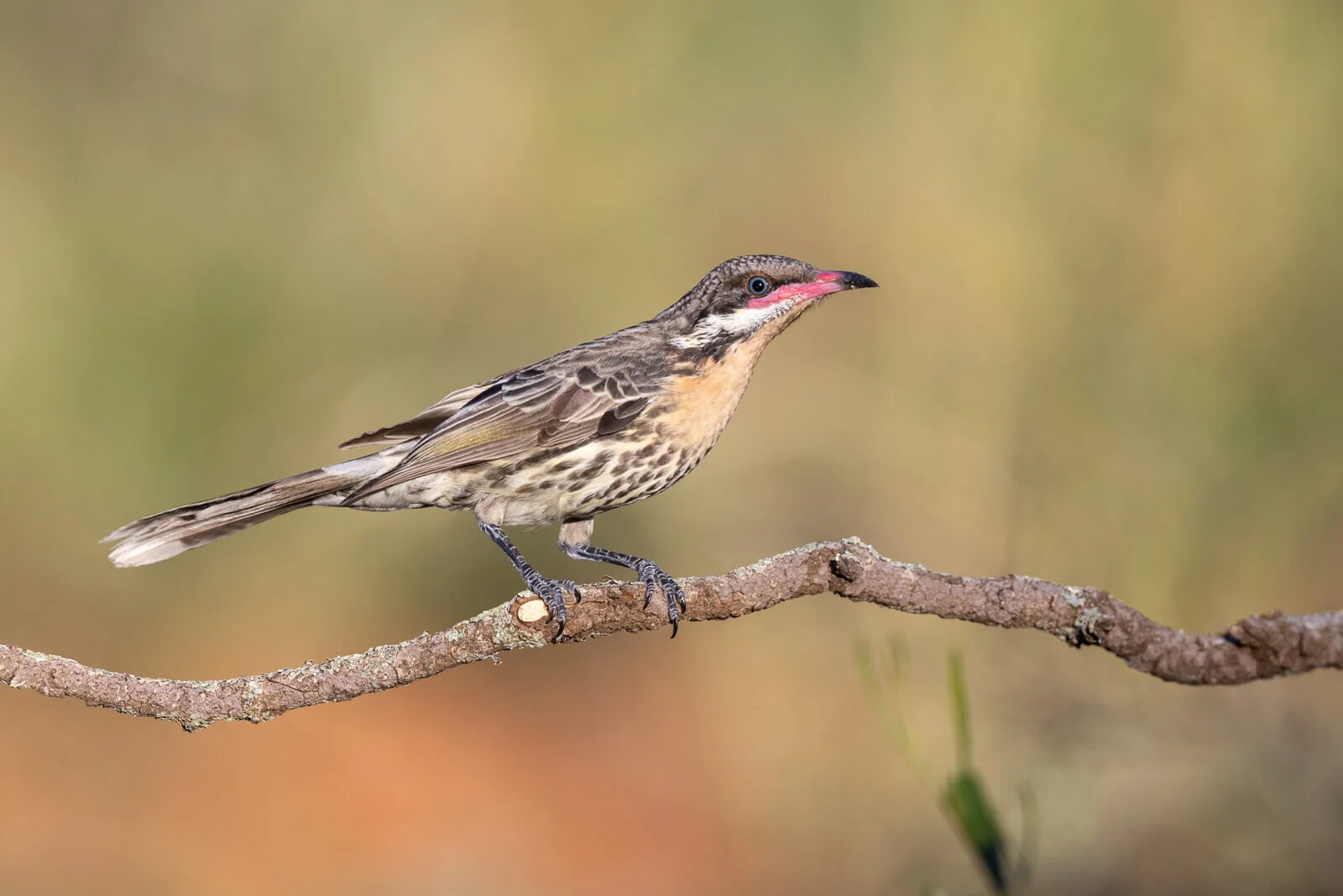 Lachlan Shire - Lake Cargelligo & Condobolin — FLOCK wildlife - Bird ...