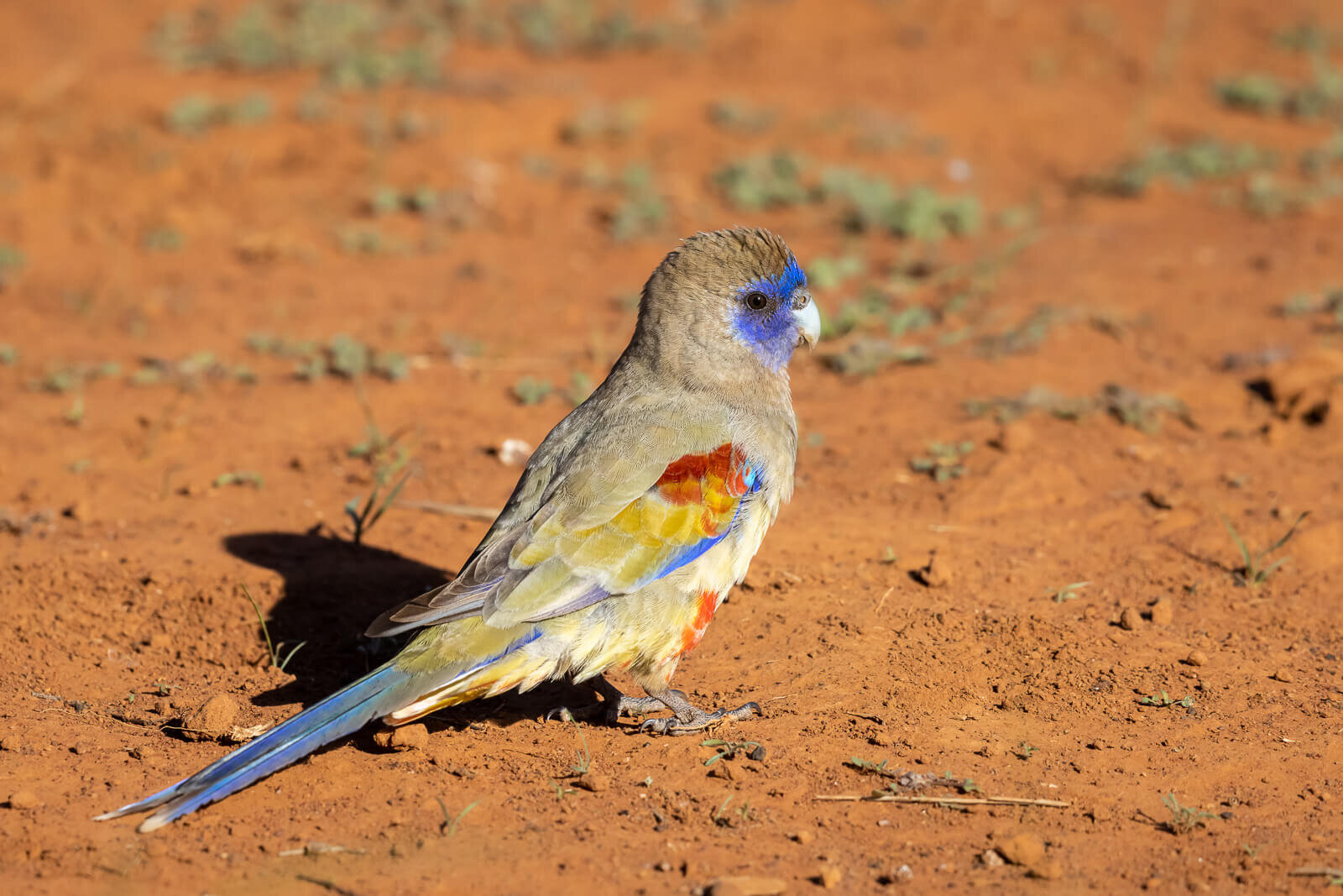 Lachlan Shire - Lake Cargelligo & Condobolin — FLOCK wildlife - Bird ...