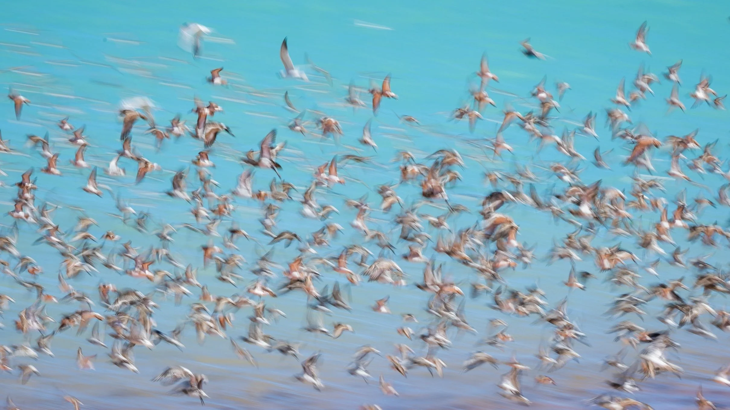 FLOCK wildlife - Bird & Wildlife Photography Tours