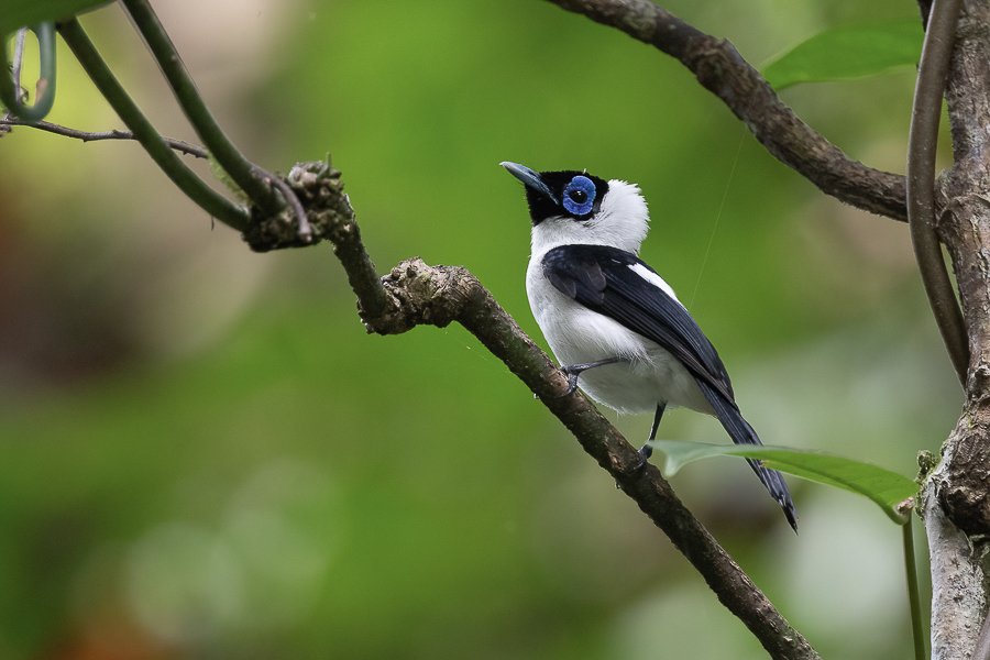 West Papua — FLOCK wildlife - Bird & Wildlife Photography Tours