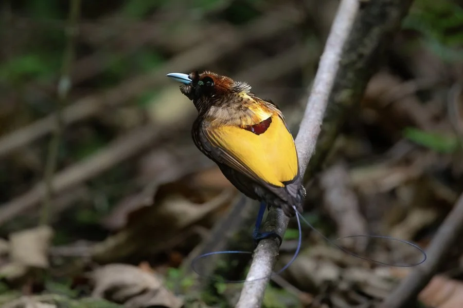West Papua — FLOCK wildlife - Bird & Wildlife Photography Tours