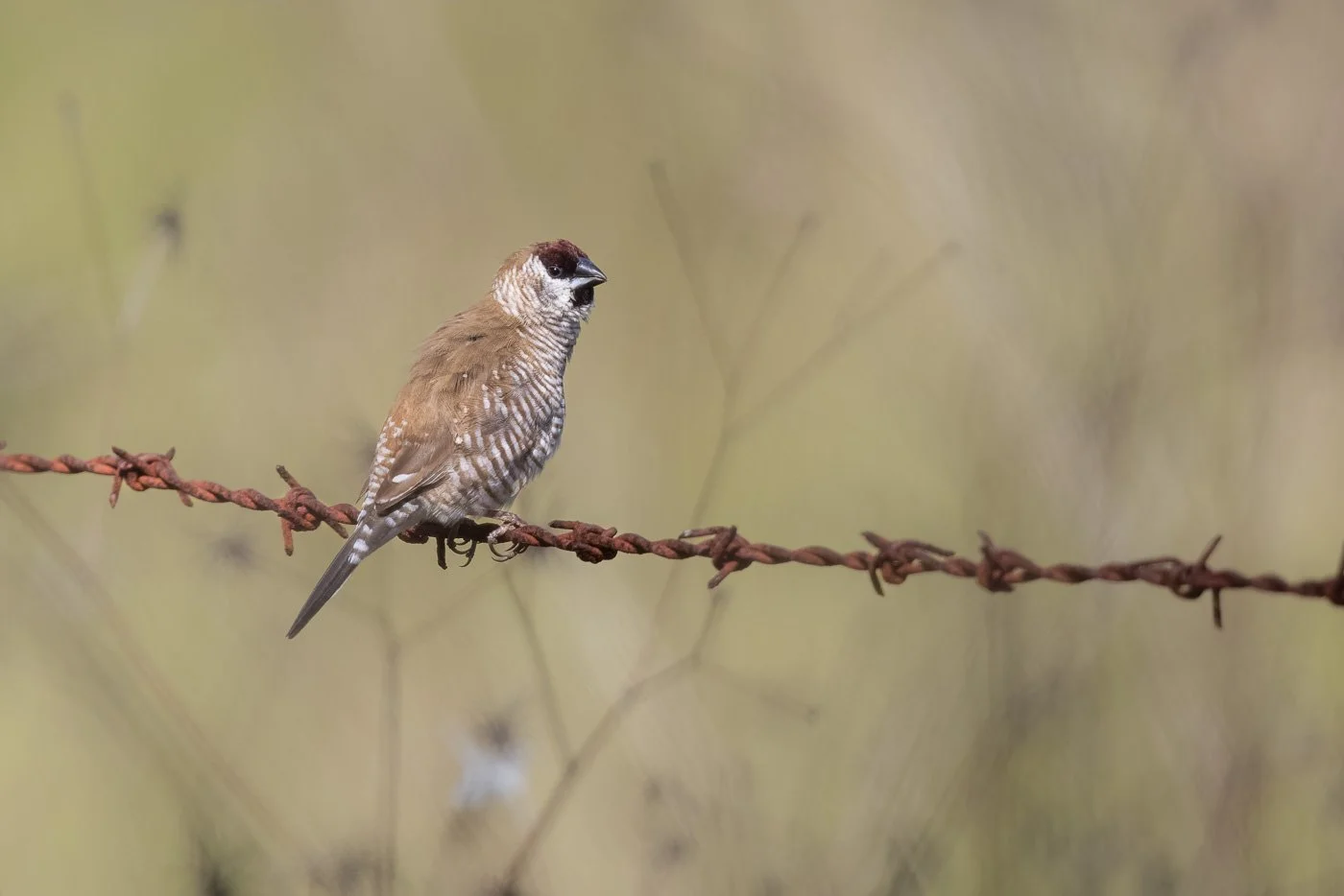 Capertee Valley Bird Photography — FLOCK wildlife - Bird & Wildlife ...