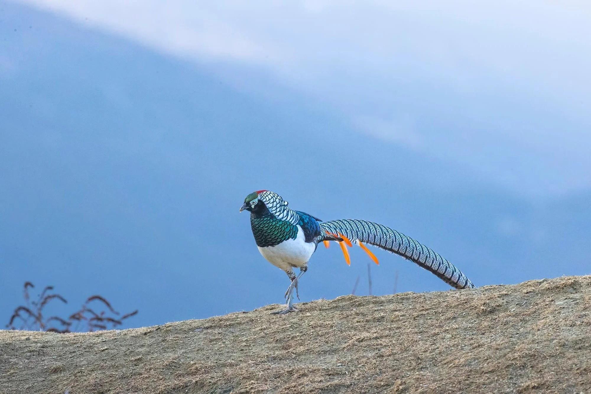 Image Result For Flock Of Pheasants In Flight Pheasant