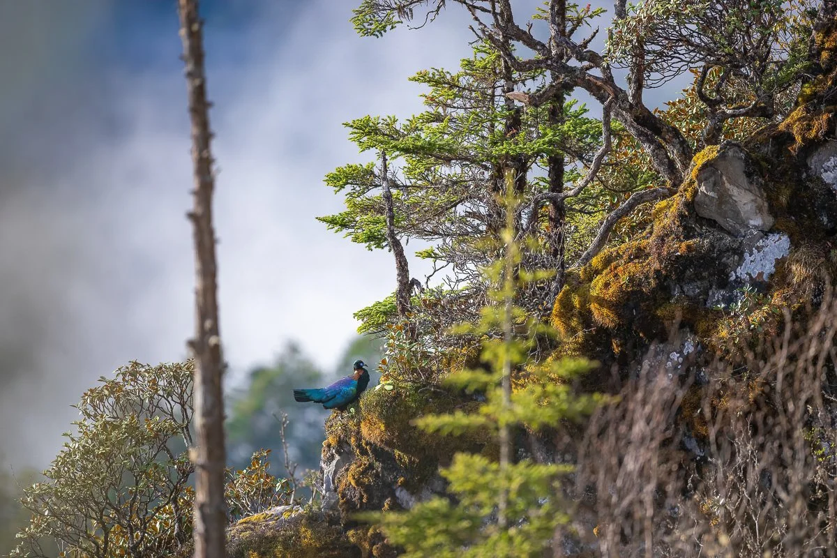 Pheasants of Sichuan - China — FLOCK wildlife - Bird & Wildlife ...