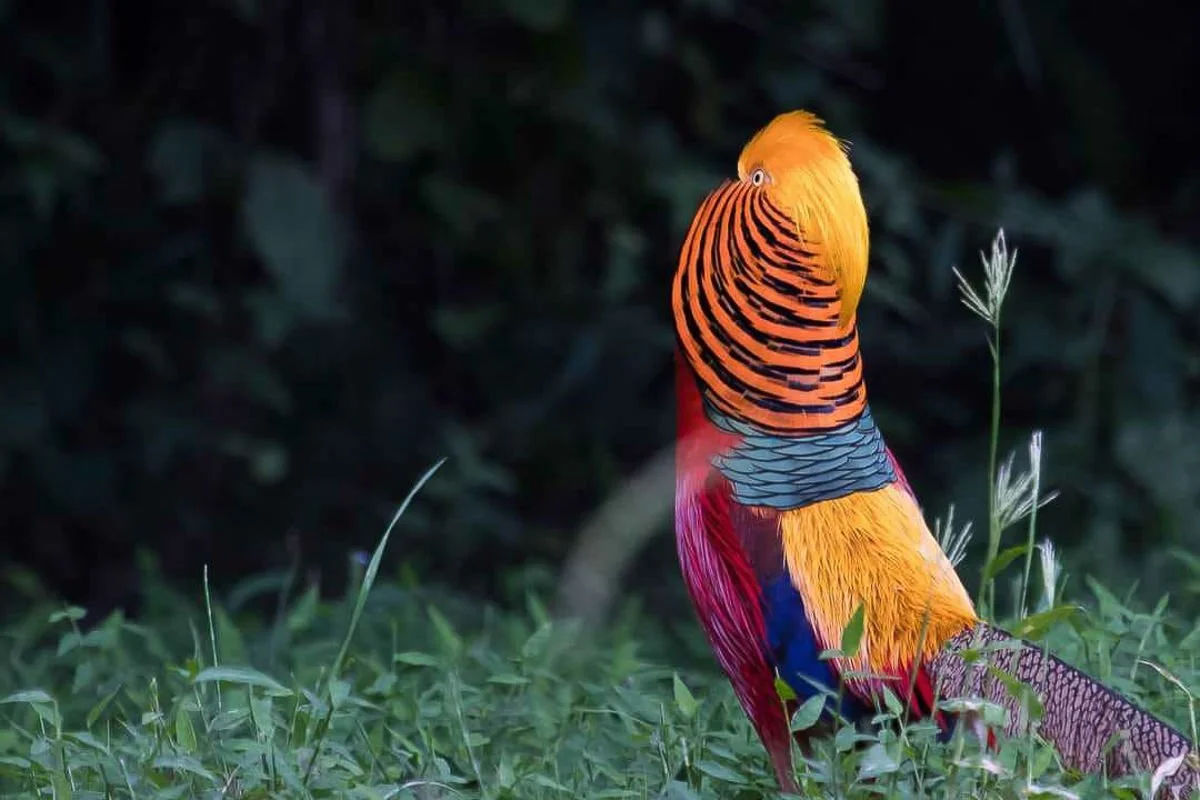 Pheasants of Sichuan - China — FLOCK wildlife - Bird & Wildlife ...