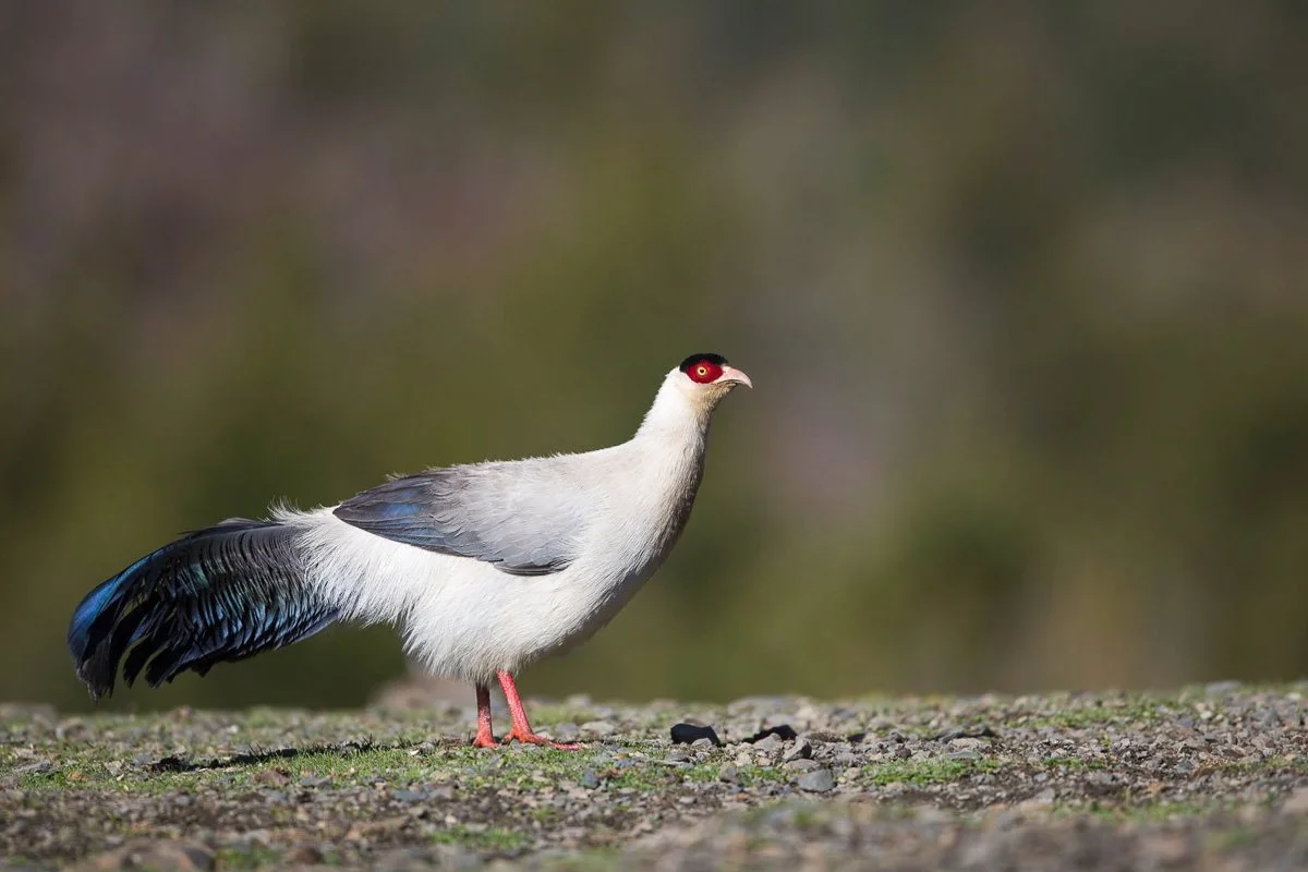 Pheasants of Sichuan - China — FLOCK wildlife - Bird & Wildlife ...