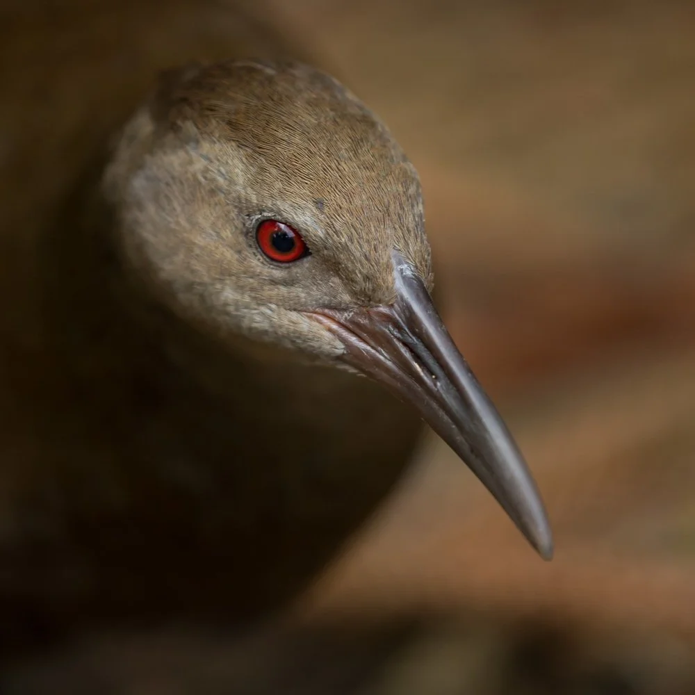 Flock Wildlife Tours — FLOCK wildlife - Bird & Wildlife Photography Tours