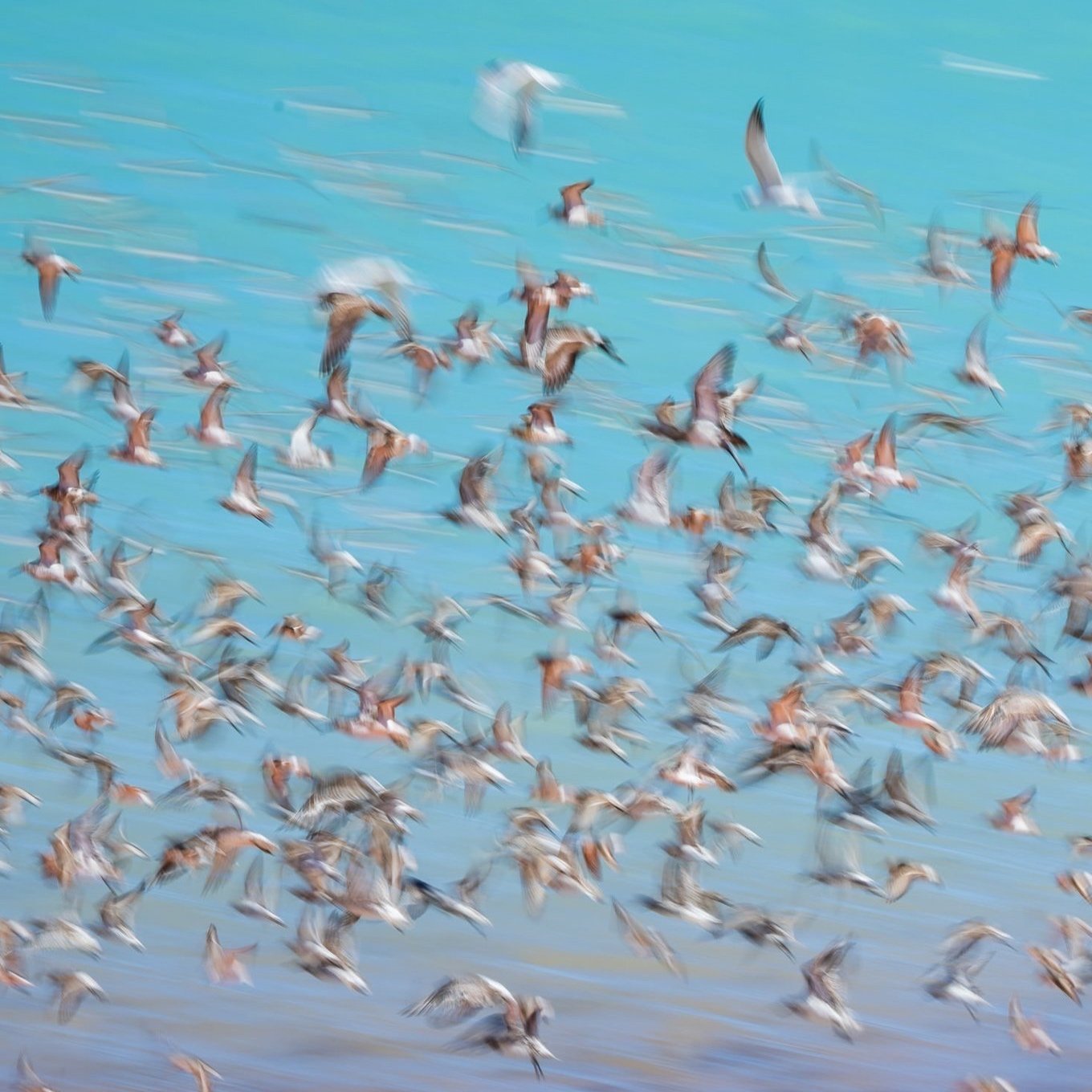 Flock Wildlife Tours — FLOCK wildlife - Bird & Wildlife Photography Tours