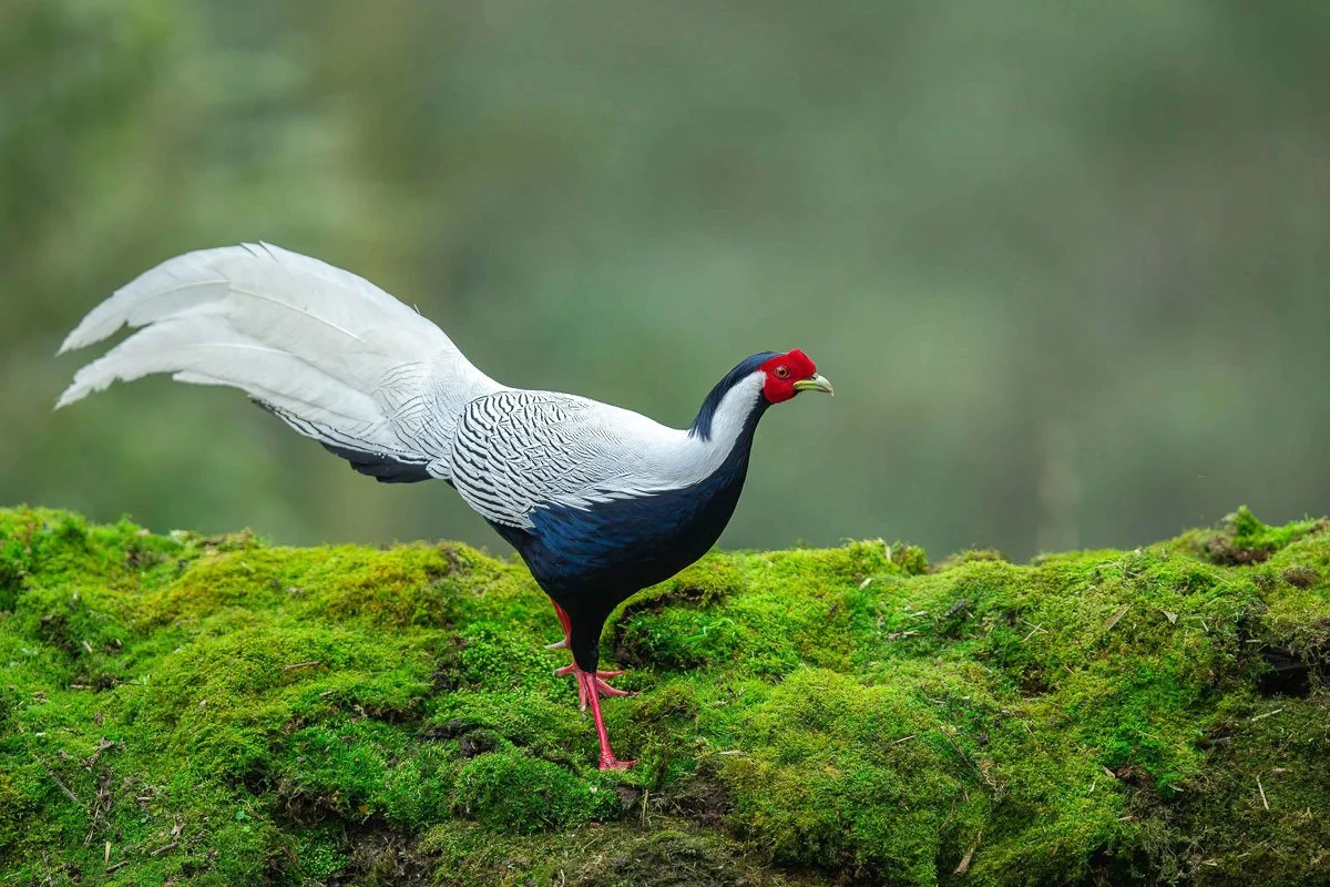 Pheasants of Sichuan - China — FLOCK wildlife - Bird & Wildlife ...