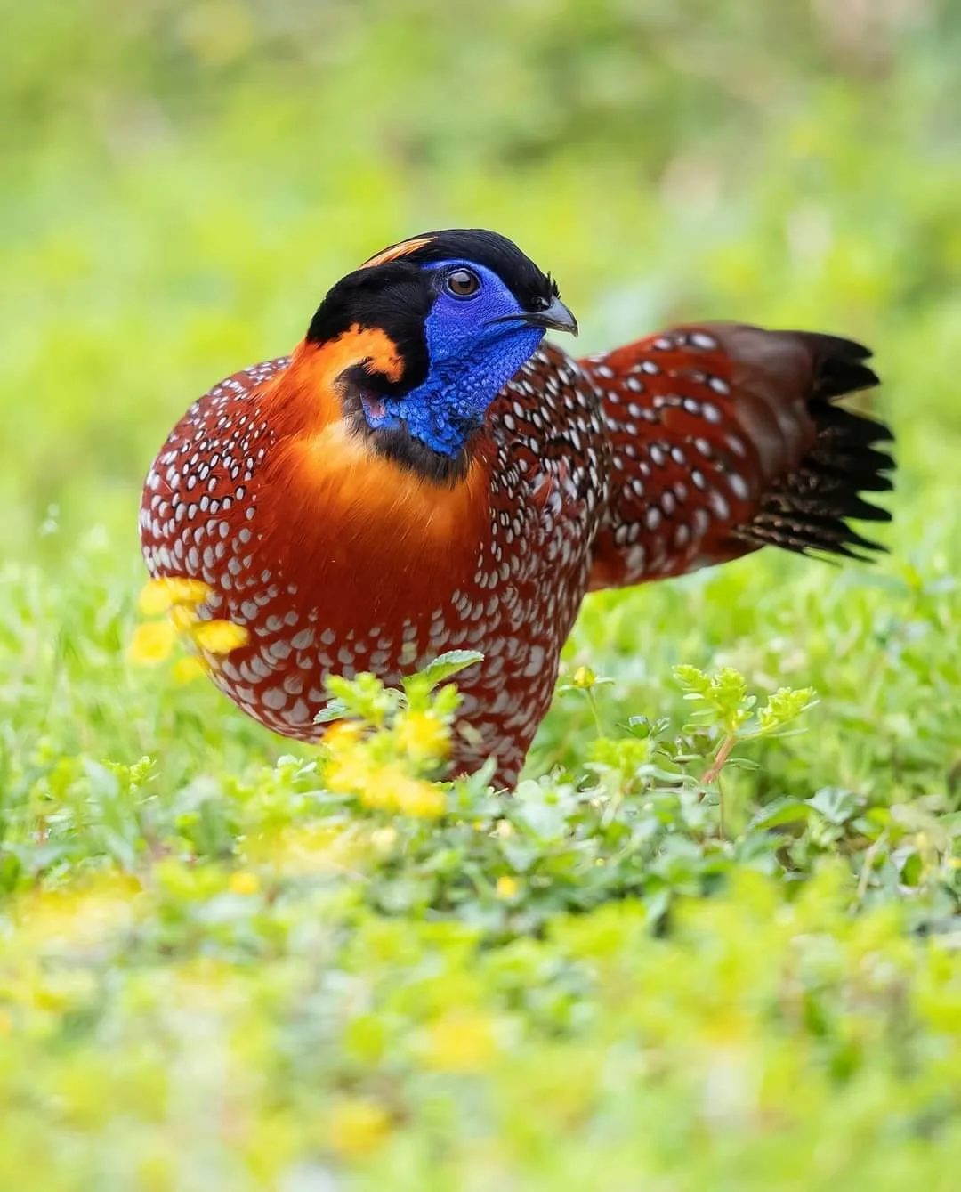 China Pheasant Tour — FLOCK wildlife - Bird & Wildlife Photography Tours