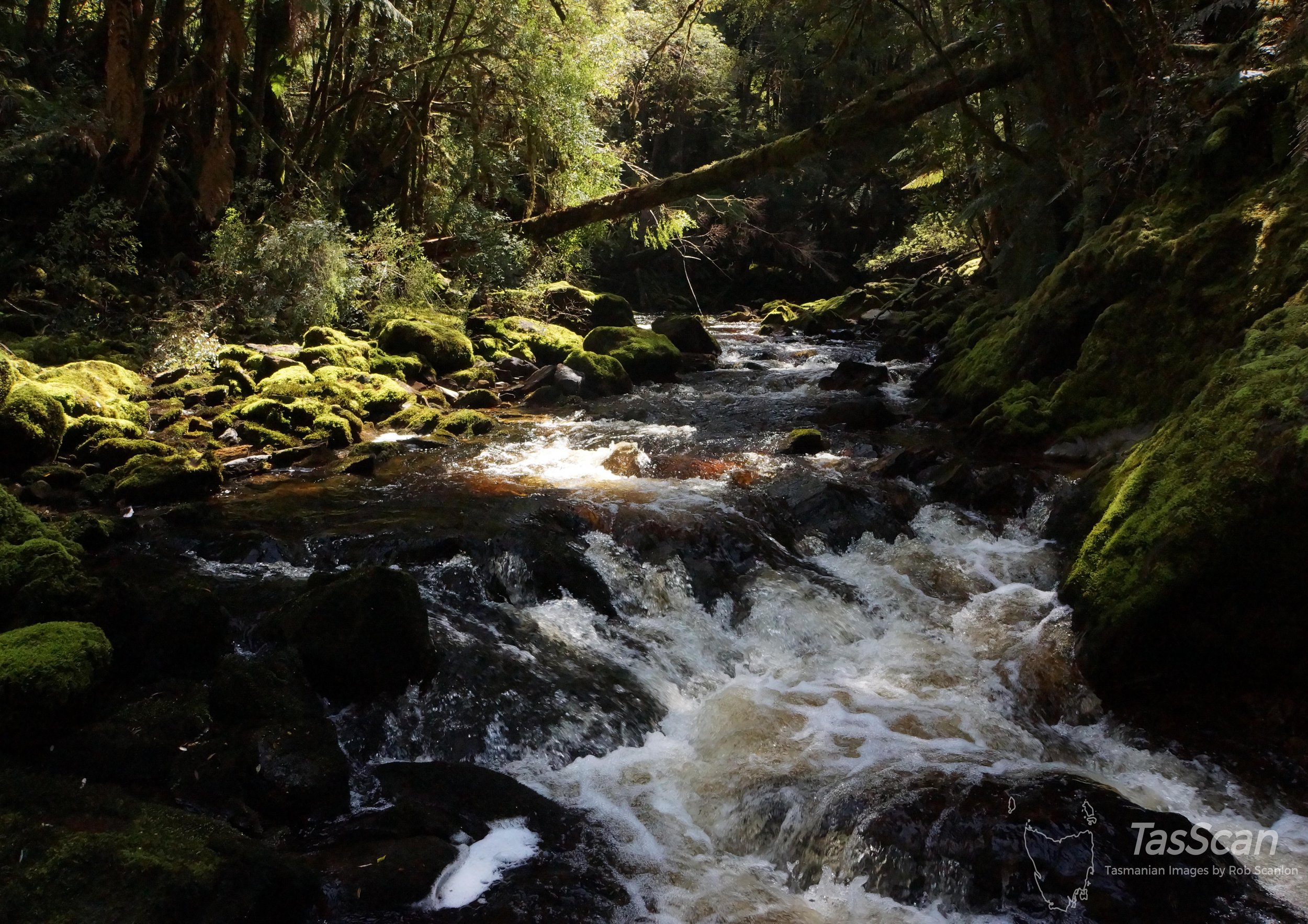 09- Bird River Track — TasScan