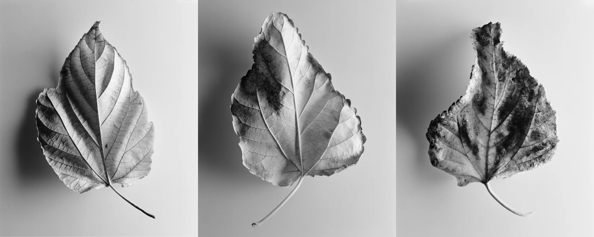 Still life — Daniel Friedman Anhydrous Design