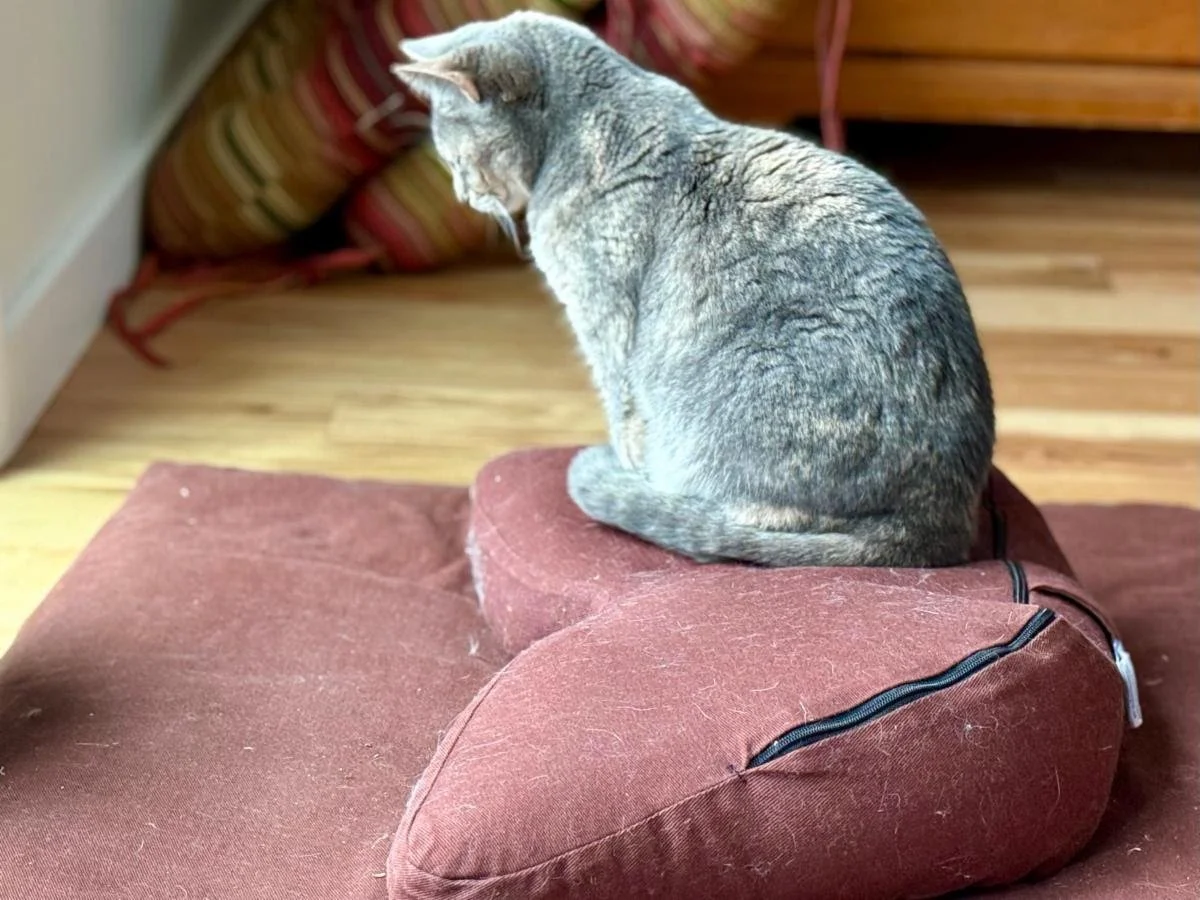 April 2025 Newsletter: The Eightfold Path—Wise Action, Wise Livelihood ...